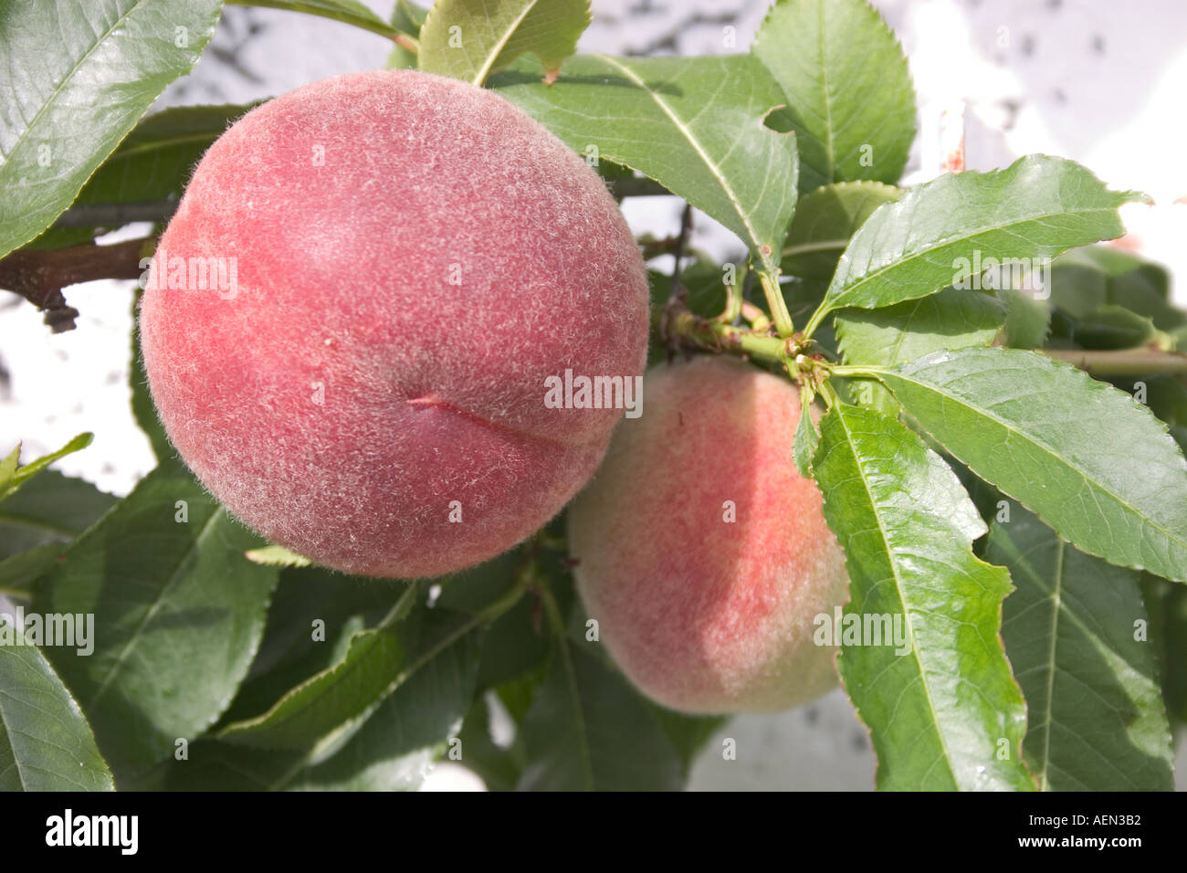 Peaches on Tree Stock Photo - Alamy