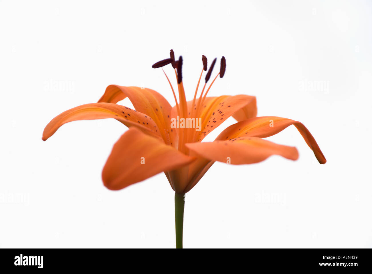 Orange Tiger Lily Stock Photo - Alamy