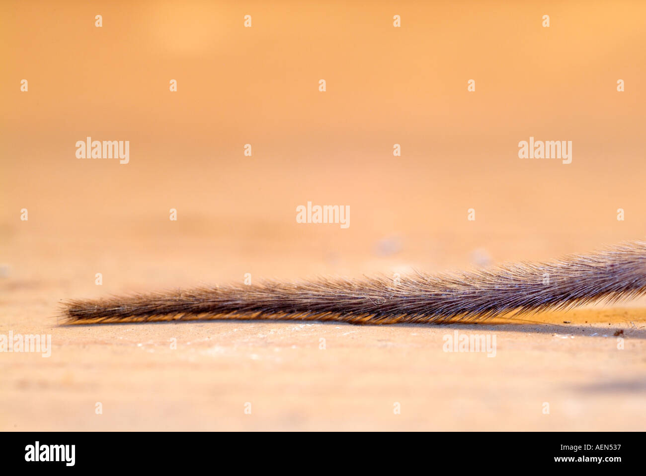 Mousetail hi-res stock photography and images - Alamy