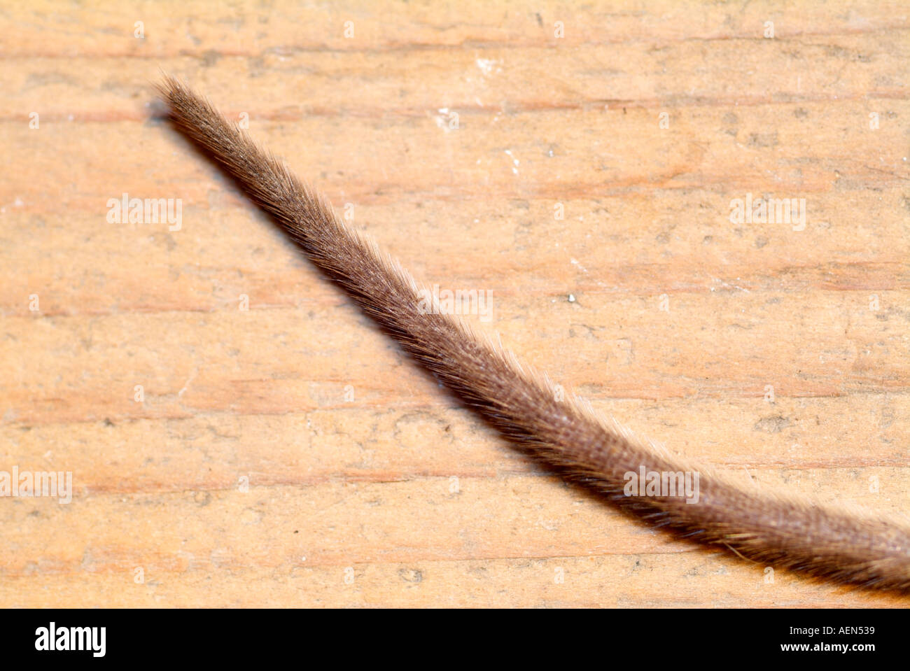Mousetail hi-res stock photography and images - Alamy
