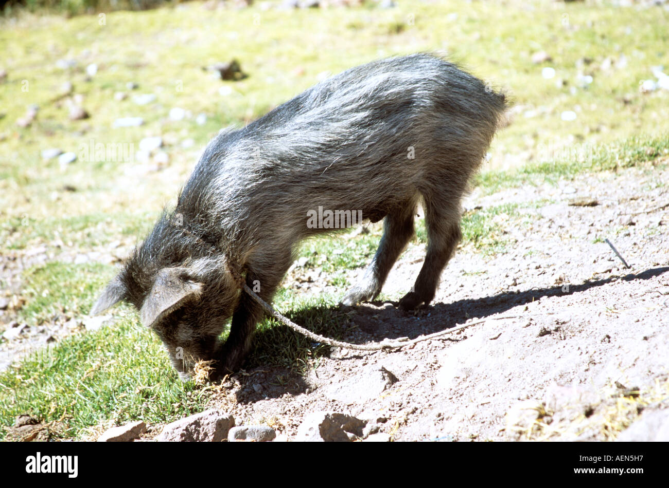 Pomata peru hi-res stock photography and images - Alamy