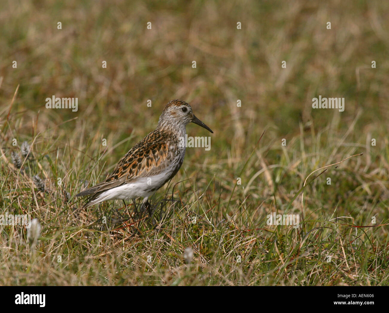 Dunlin nest hi-res stock photography and images - Alamy