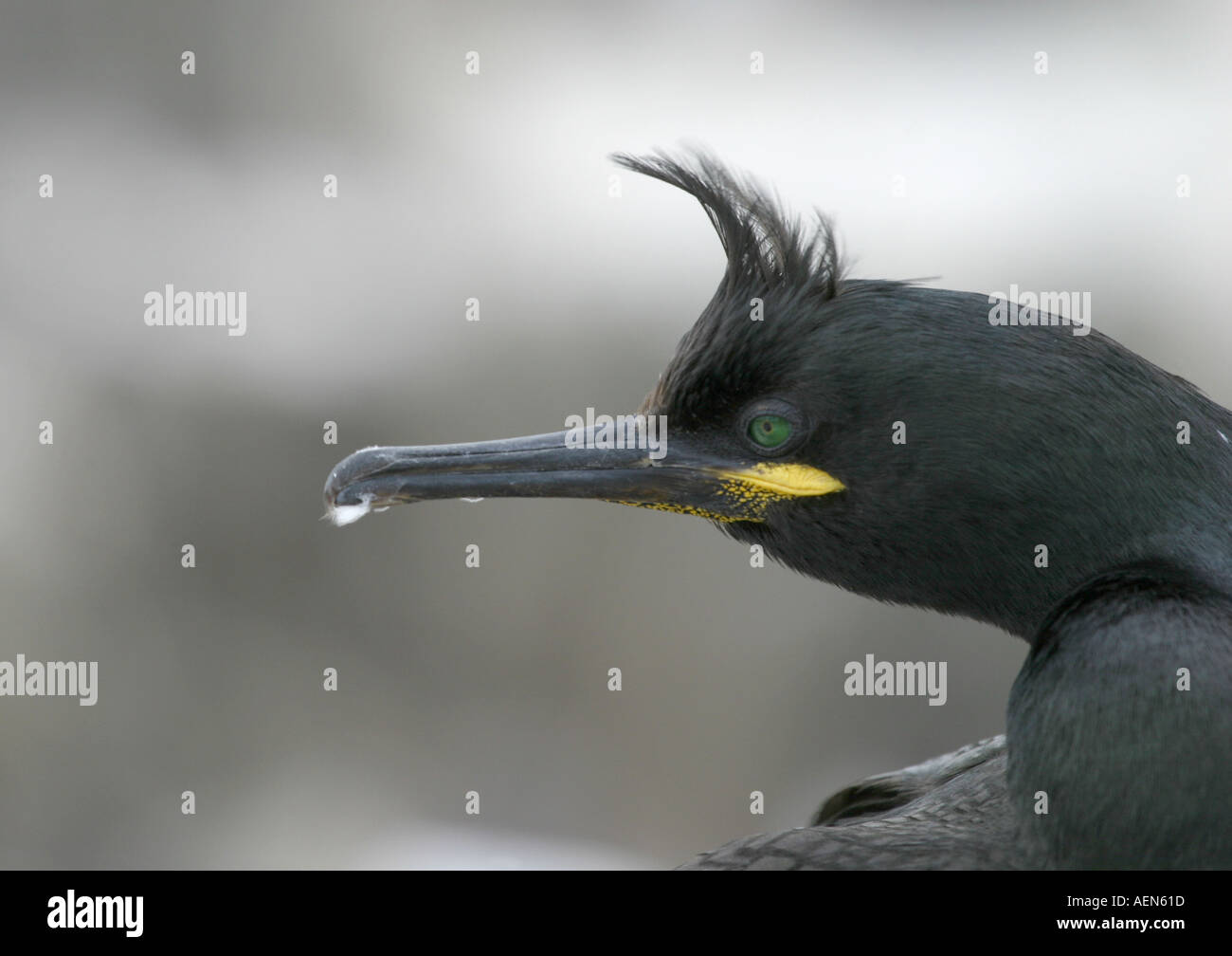 Shag head hi-res stock photography and images - Alamy