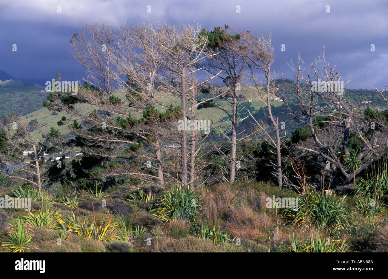 New Zealand Hokianga harbour Stock Photo - Alamy