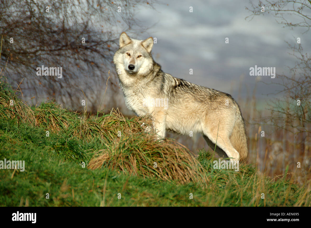 TIMBER WOLF CANIS LUPUS Stock Photo - Alamy