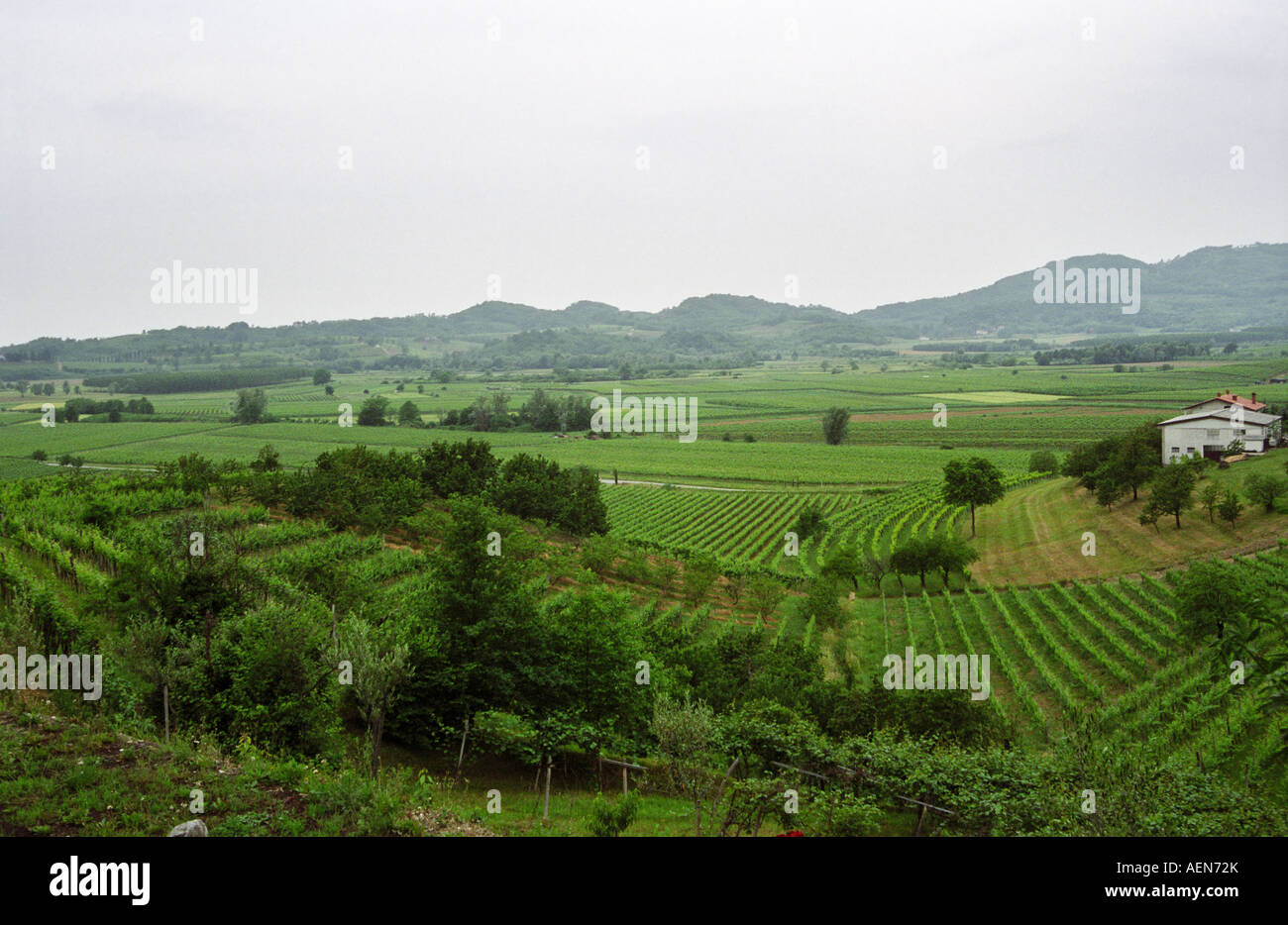 Vineyard. View over winery Edi Simcic with Rebula vines. Brda, wine ...