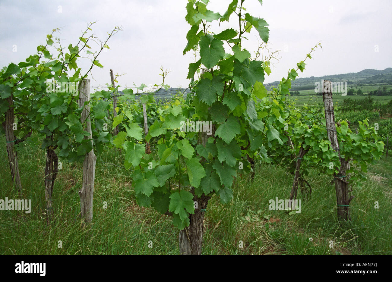 Ribolla grape hi-res stock photography and images - Alamy