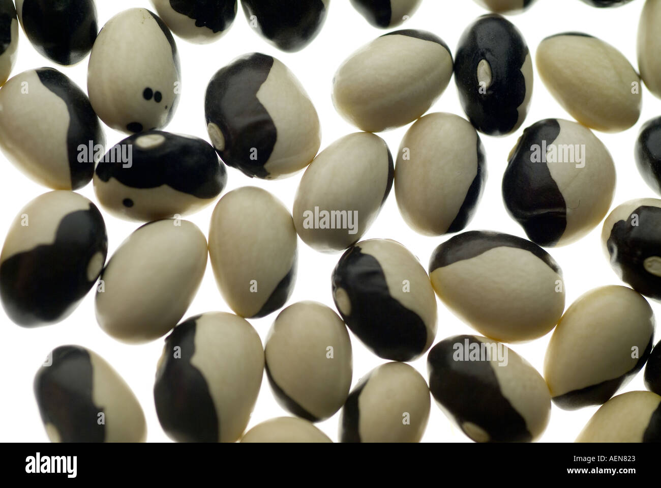 seed plant grow bean magic food garden agriculture farm farming arable ...