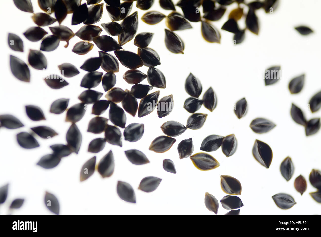 seed plant grow bean magic food garden agriculture farm farming arable ...