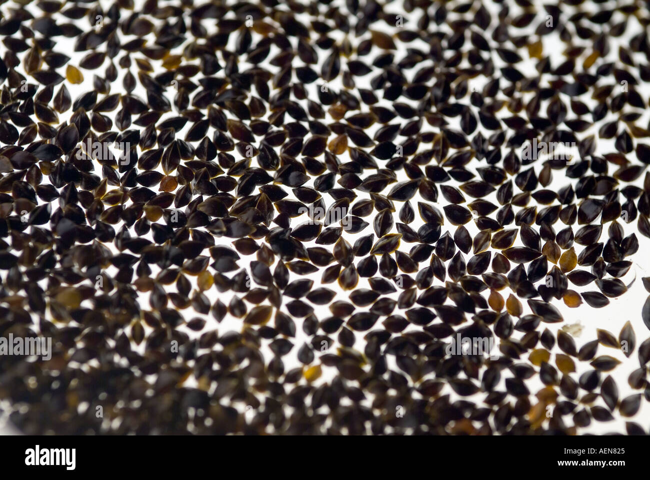 Magic bean plant hi-res stock photography and images - Alamy