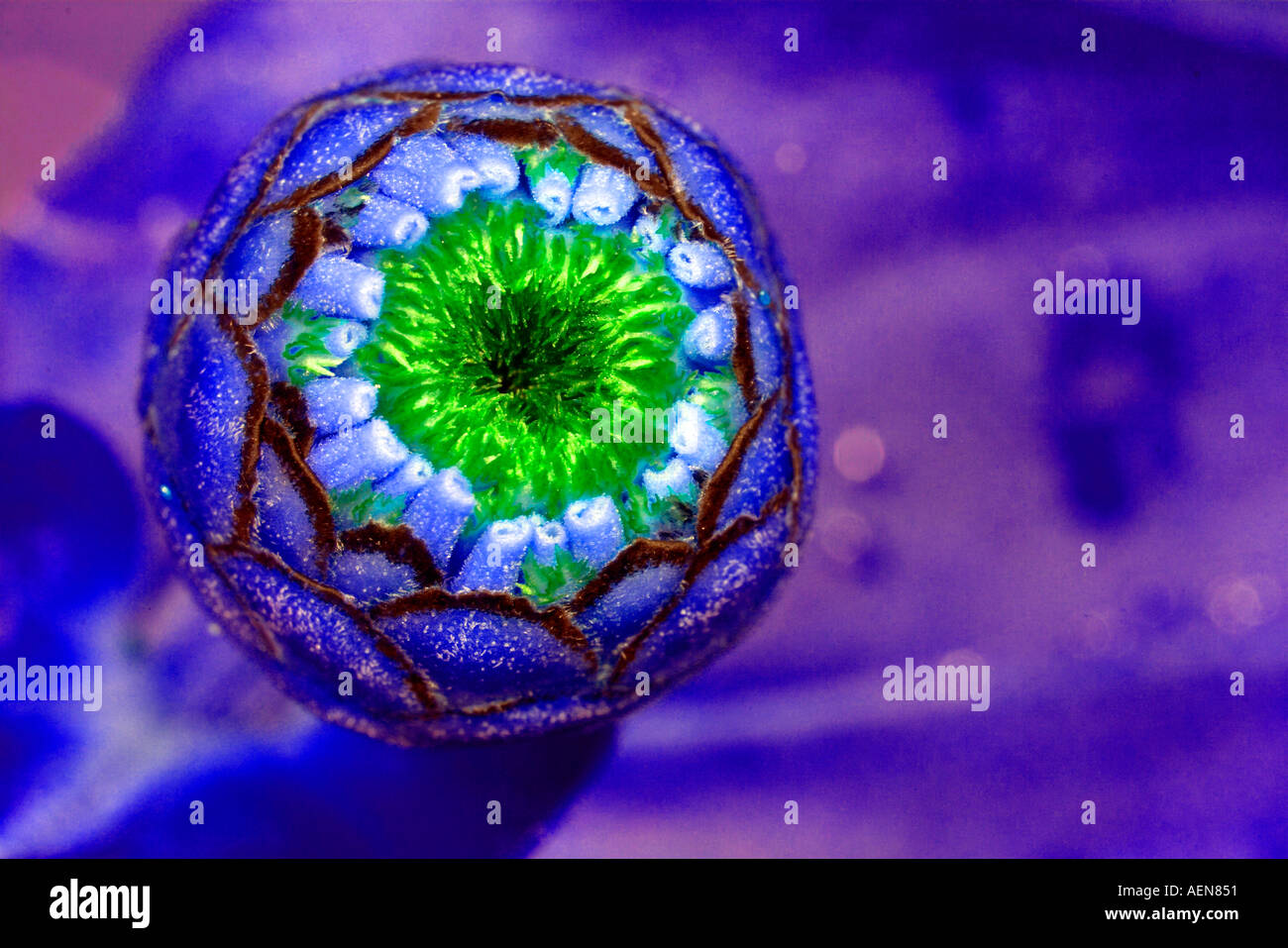 False color image of a bud of a pinwheel zinnia Stock Photo - Alamy