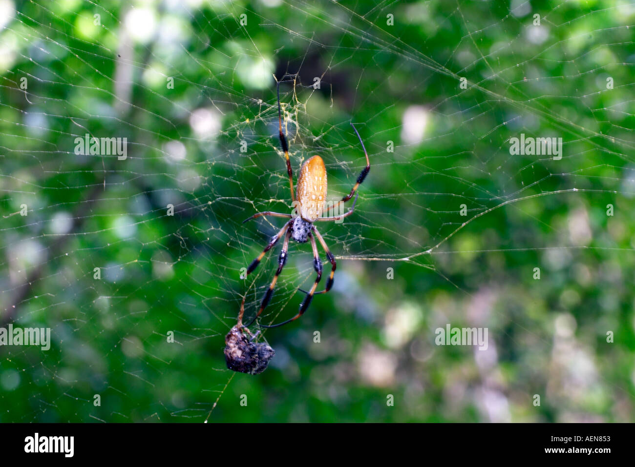Golden Silk Spider Stock Photo - Alamy