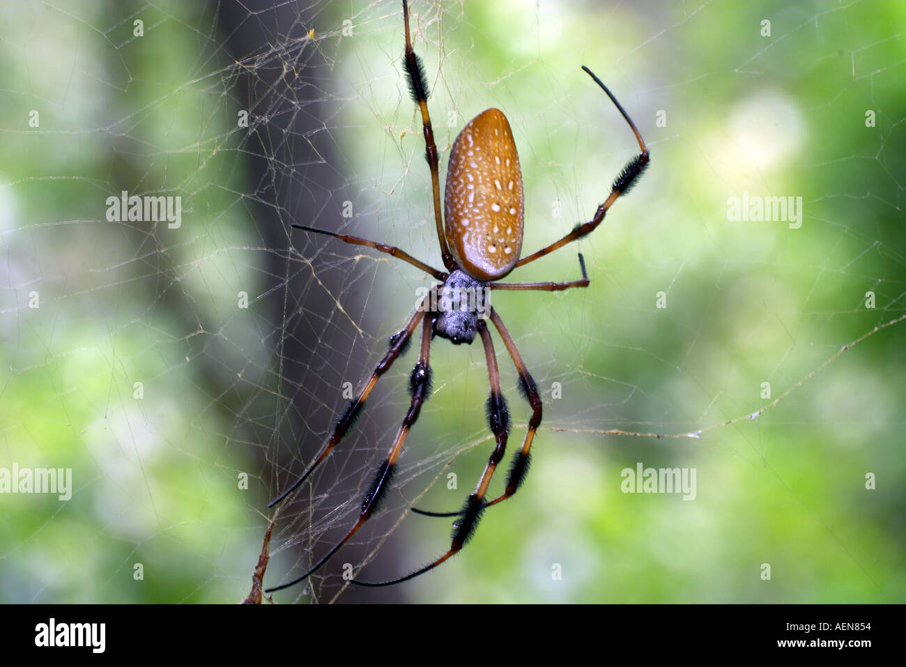 Golden Silk Spider Stock Photo - Alamy