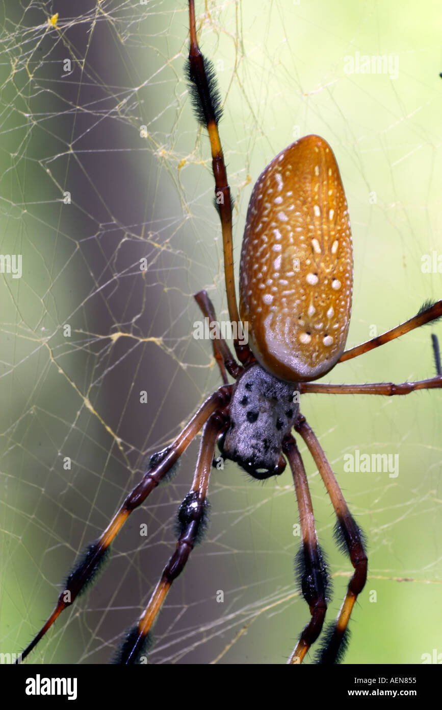Golden Silk Spider Stock Photo - Alamy