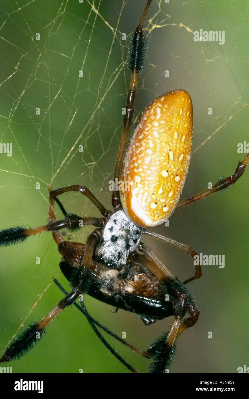 Golden Silk Spider Stock Photo - Alamy