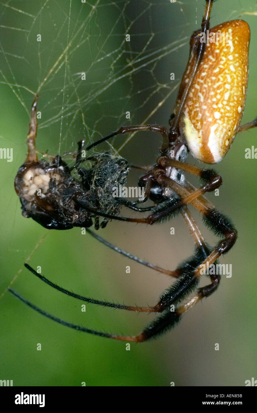 Golden Silk Spider Stock Photo - Alamy
