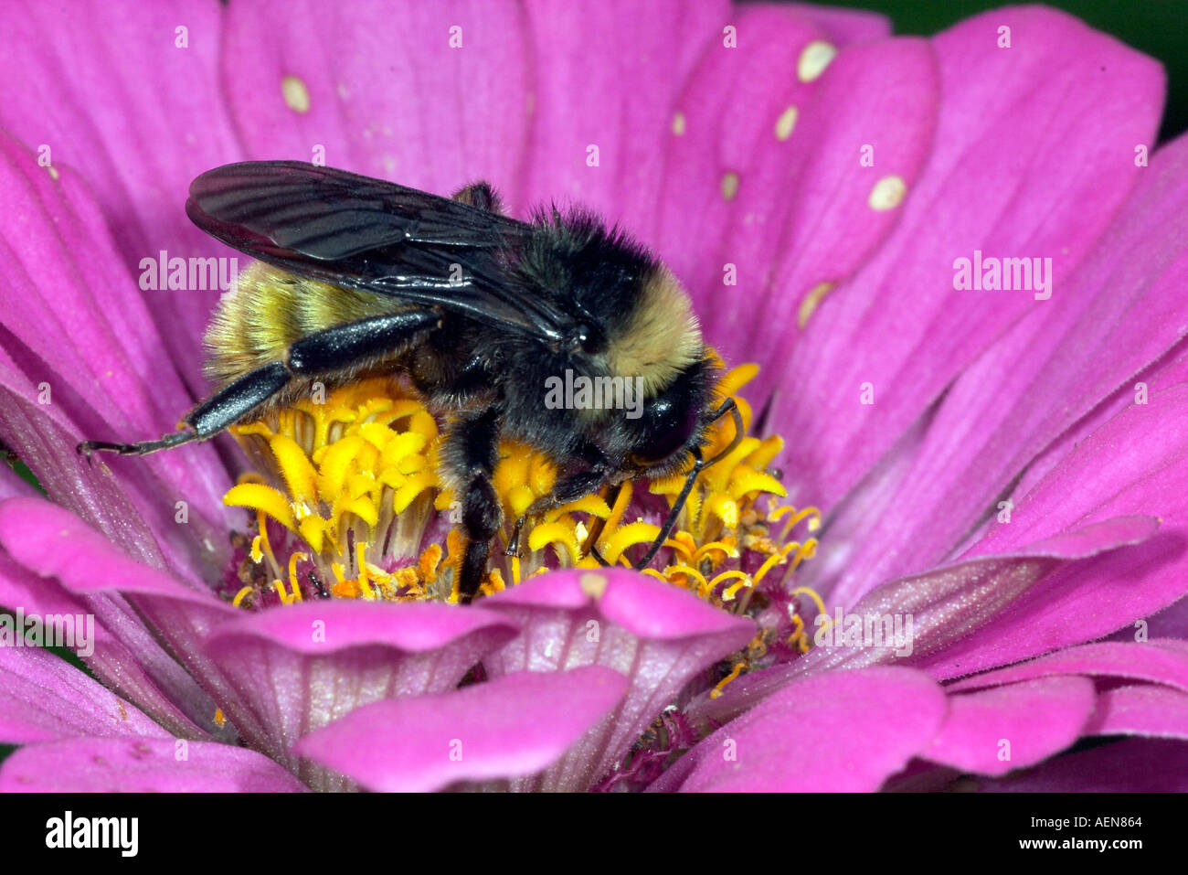 Bumblebee on pinwheel zinnia Stock Photo - Alamy