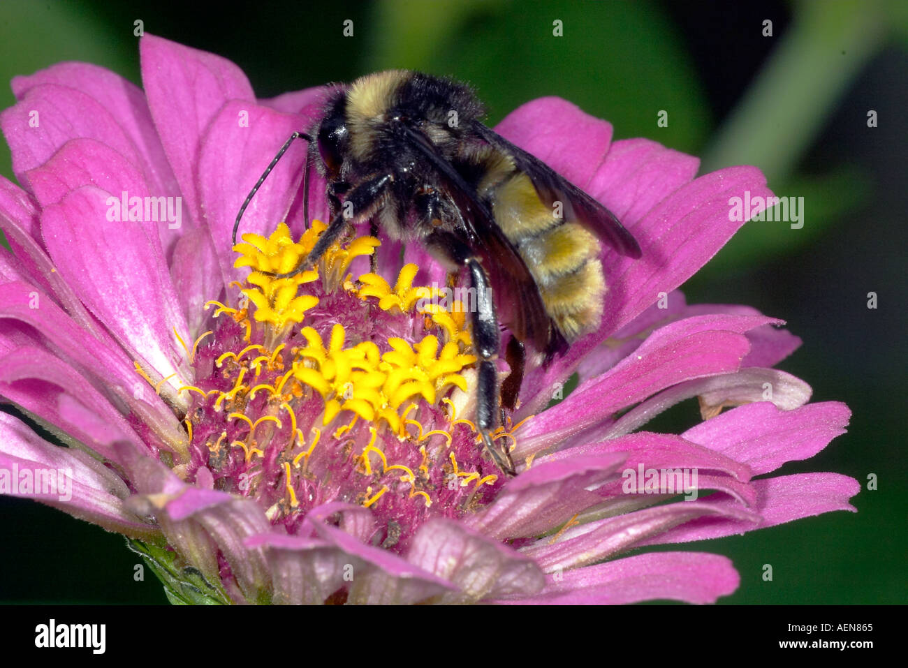 Bumblebee on pinwheel zinnia Stock Photo - Alamy