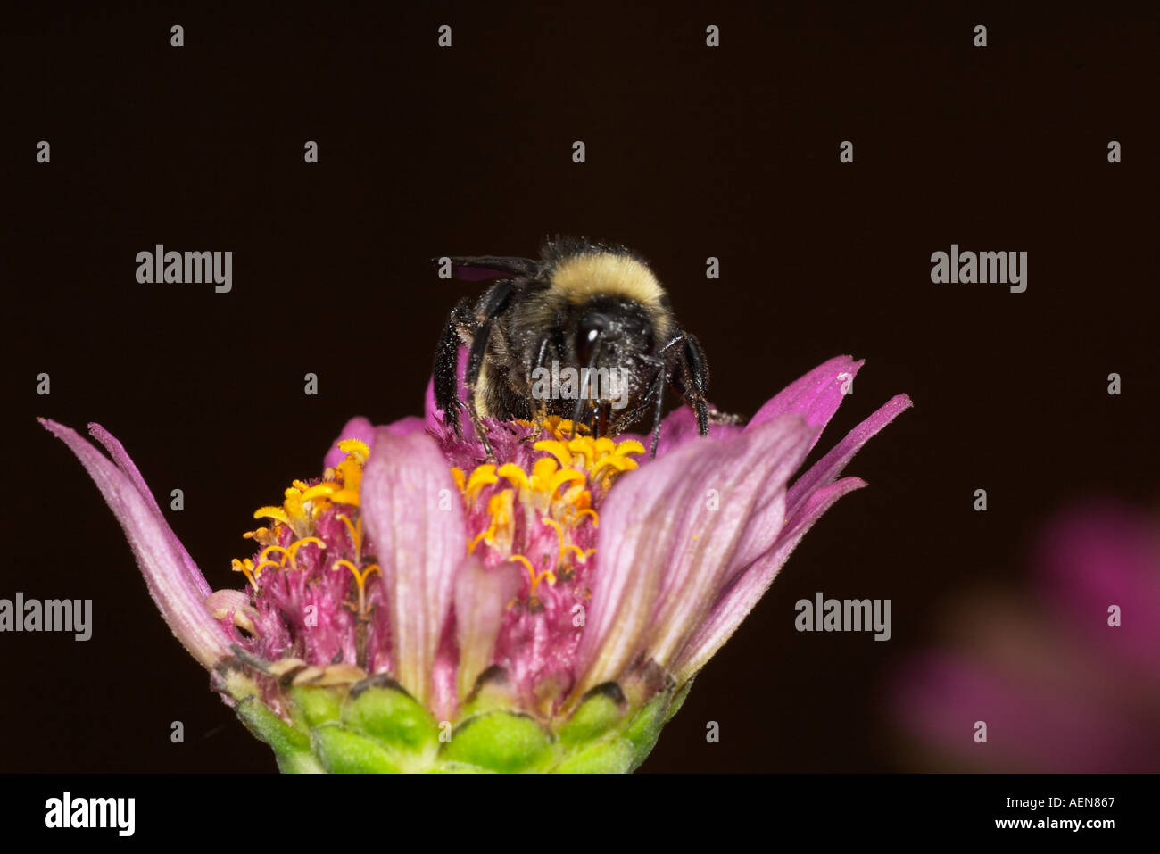 Bumblebee on pinwheel zinnia Stock Photo - Alamy