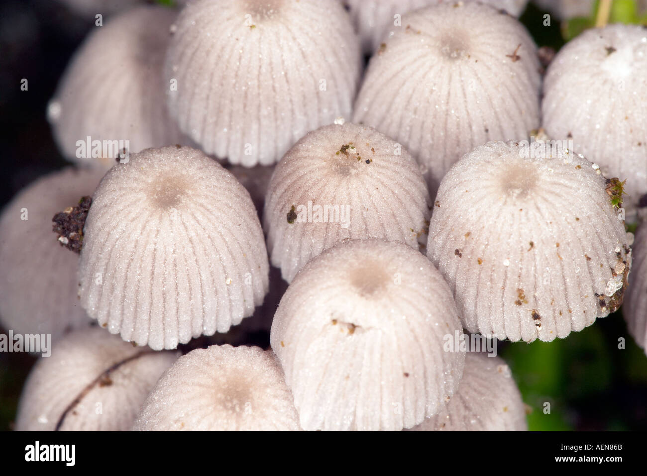 Fairies bonnets coprinus disseminatus hi-res stock photography and ...