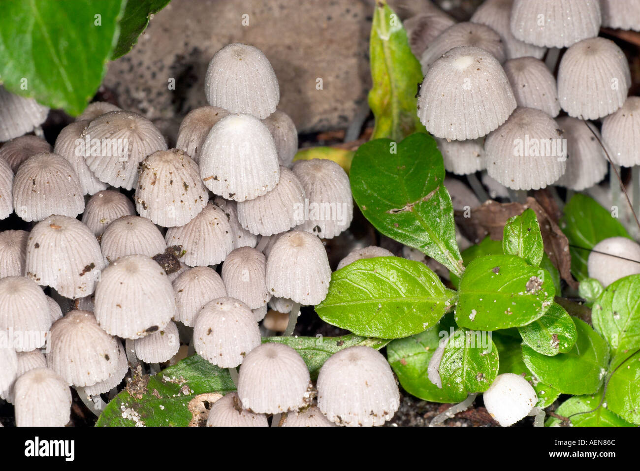 Fairies bonnets coprinus disseminatus hi-res stock photography and ...