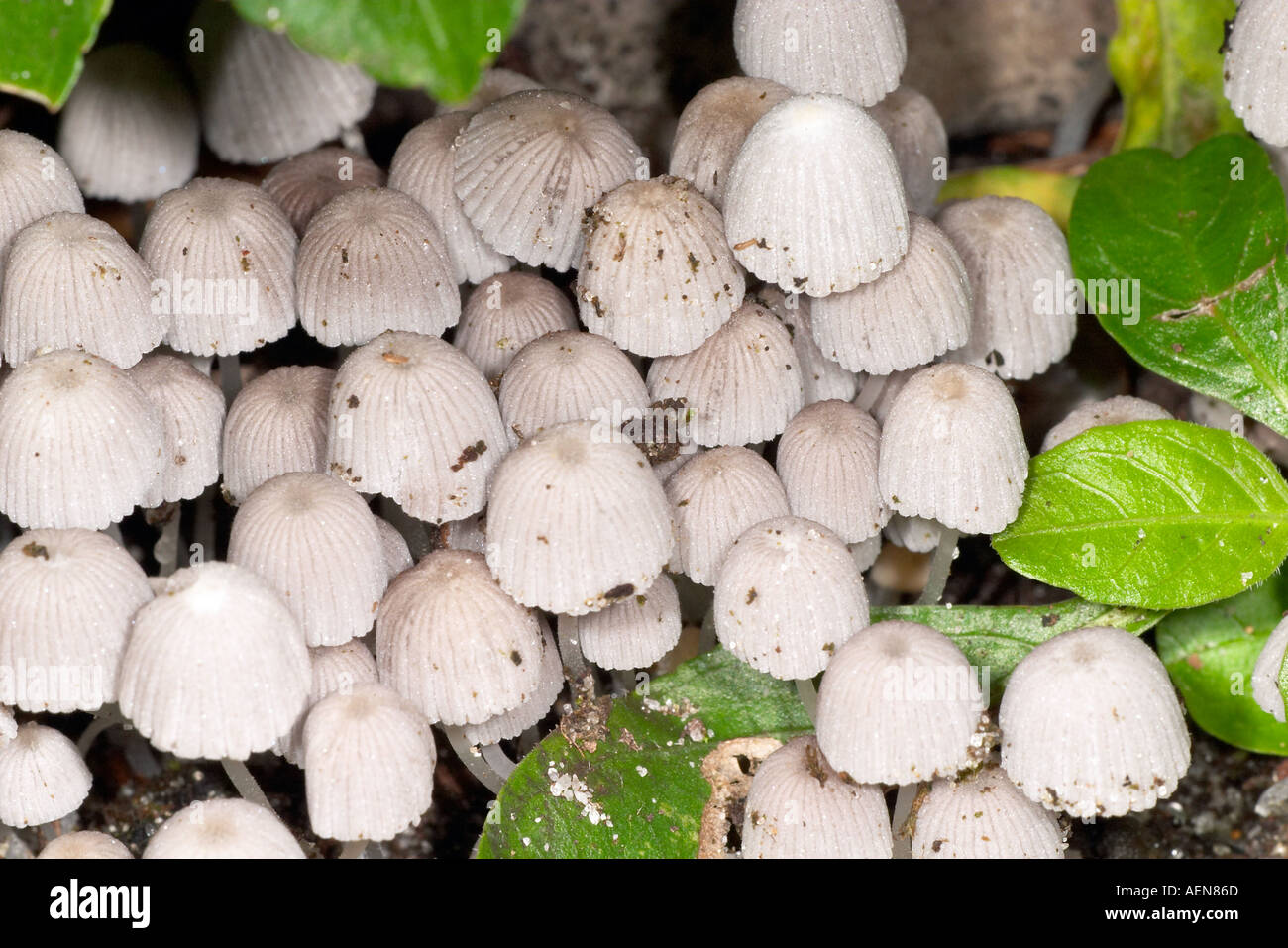 Mycologies hi-res stock photography and images - Alamy