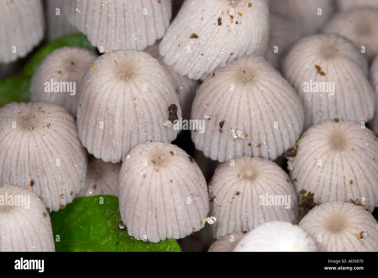 Fairies bonnets coprinus disseminatus hi-res stock photography and ...