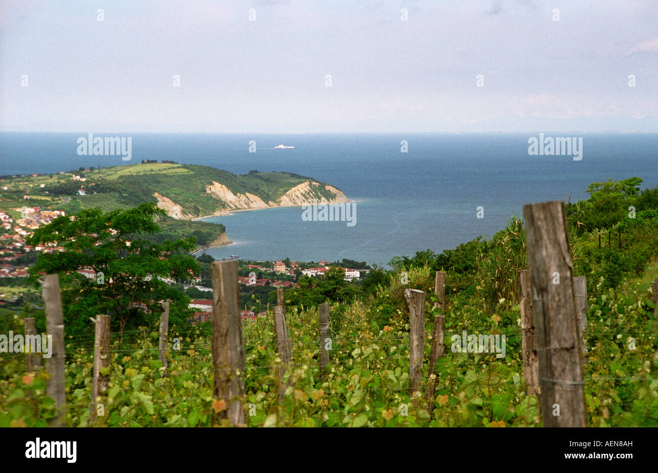 Vineyard. View over vines of Refosco at Winery Rojac and the Adriatic ...