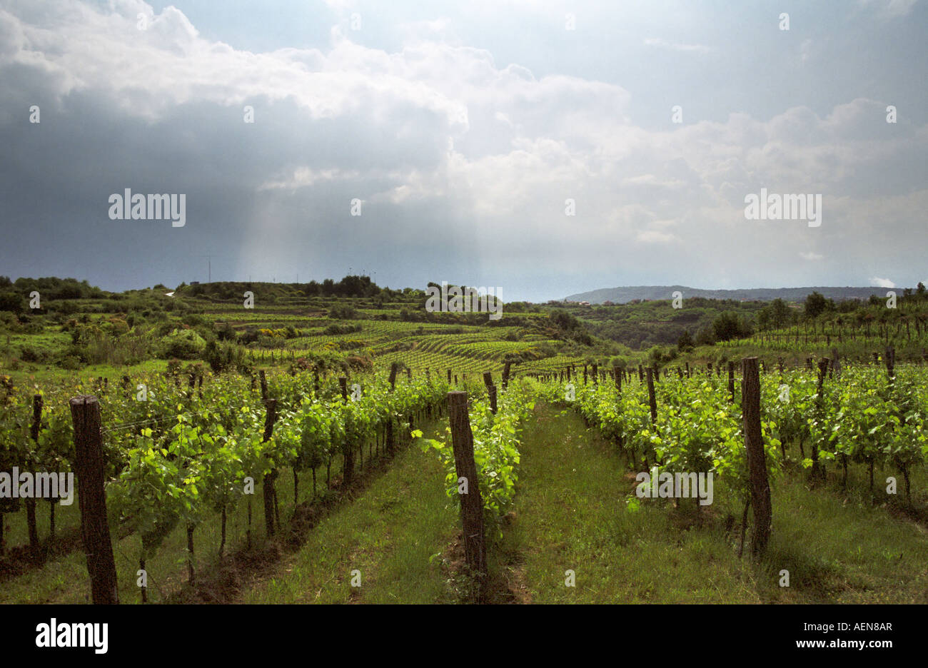 Vineyard. Refosco vines at Rojac Winery, Koper, wine region of ...