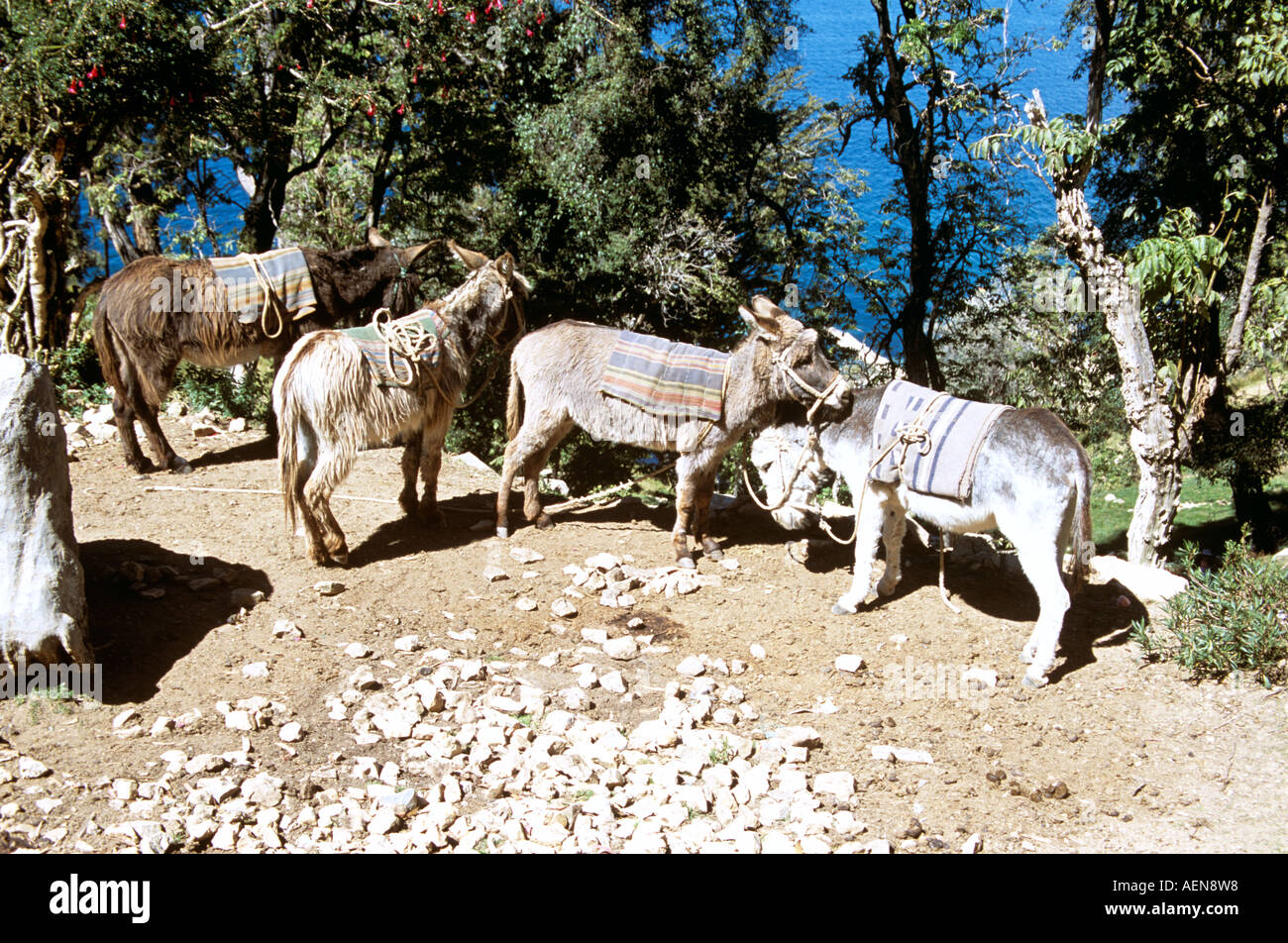 Four donkeys, Lake Titicaca behind, Sun Island, near Copacabana ...