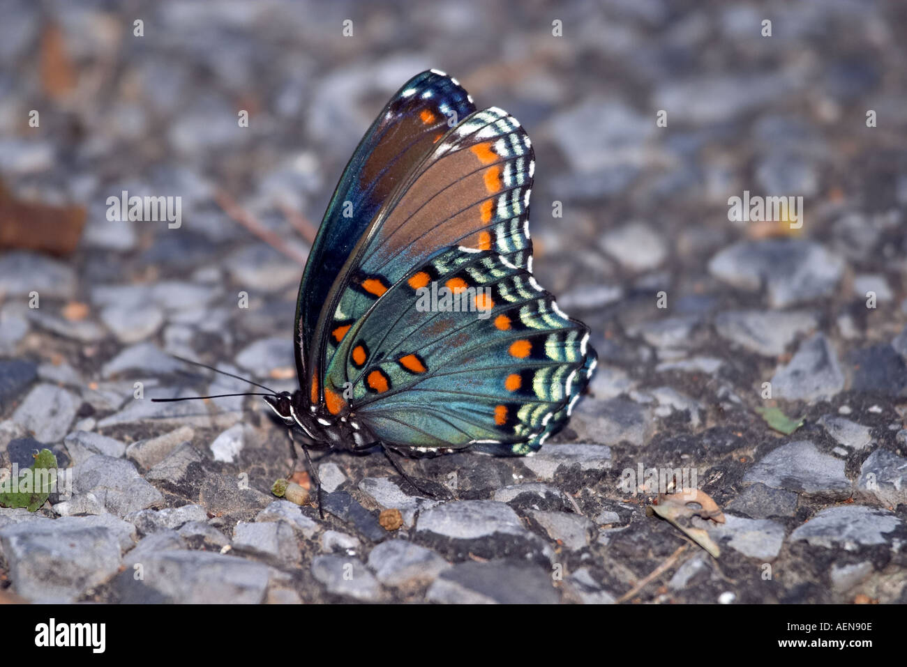 Red spotted Purple Butterfly Stock Photo - Alamy