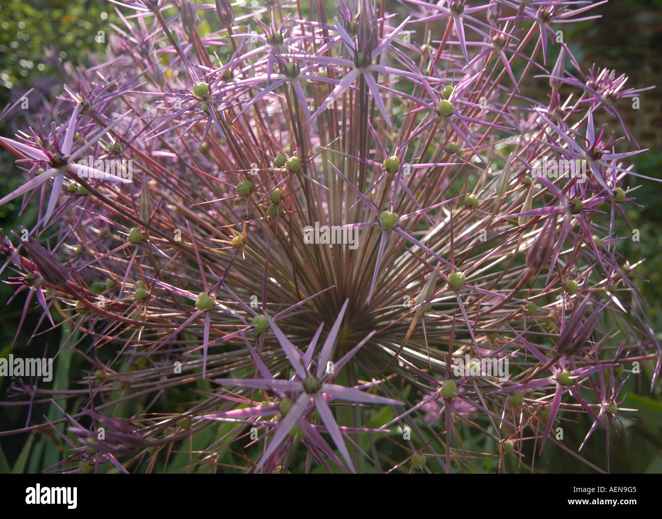 Allium beds hi-res stock photography and images - Alamy