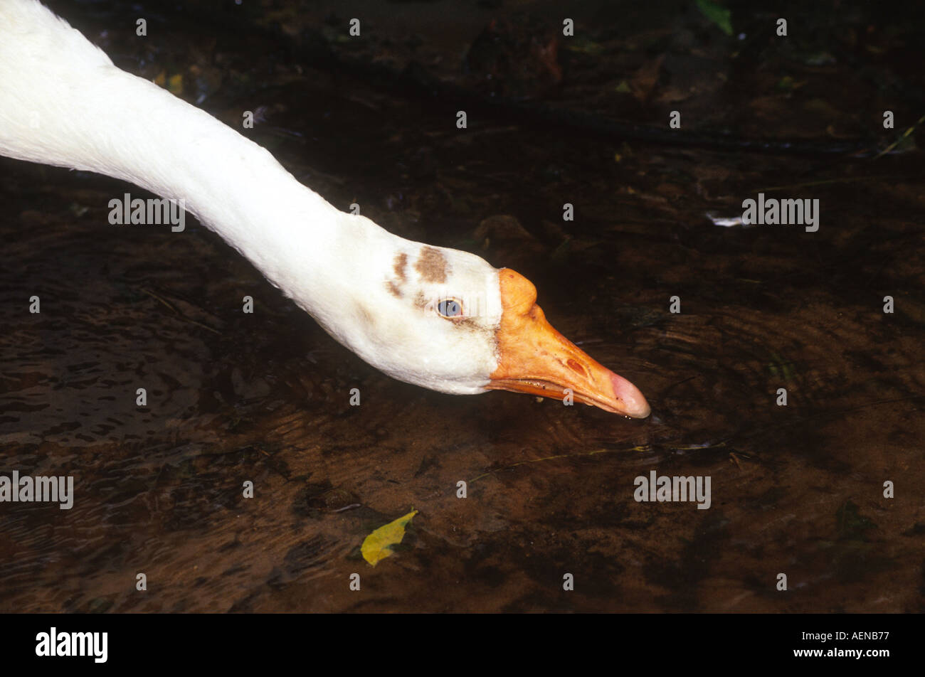 GOOSE DRINKING water Stock Photo - Alamy