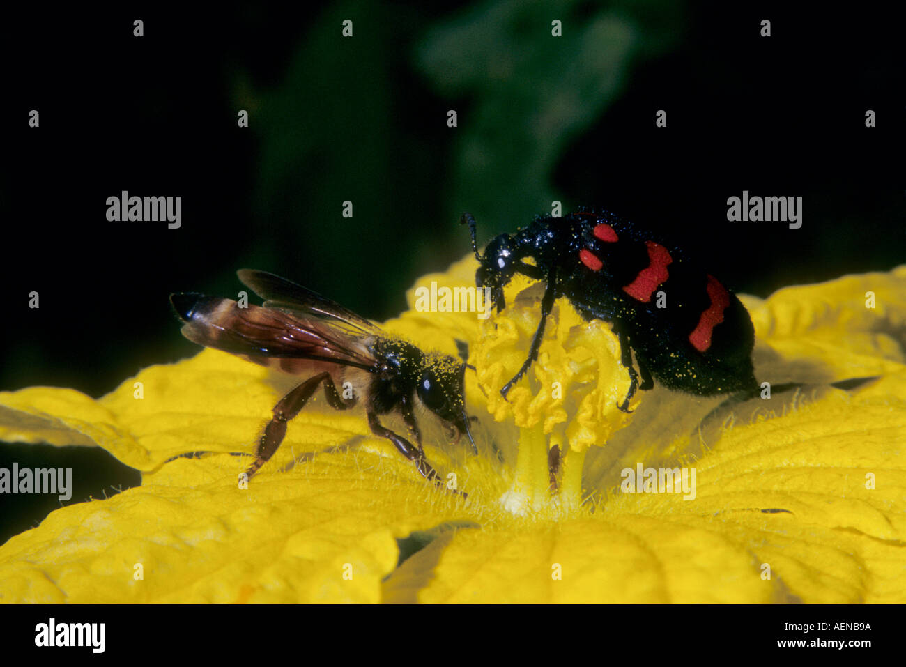BLISTER BEETLE AND BEE Stock Photo - Alamy