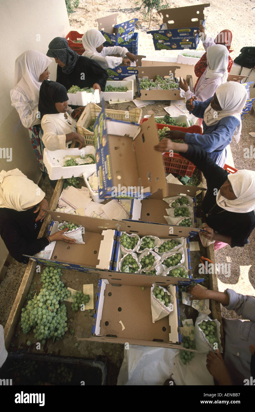 Jordanian agricultural workers grading and boxing grapes for export on ...