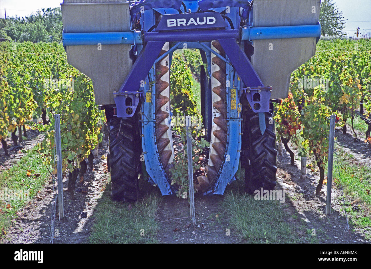 Machine harvest. Chateau Lestage Simon. Medoc, Bordeaux, France Stock ...