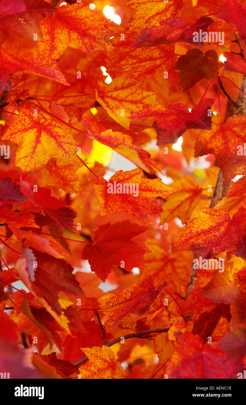 Fall Maple Leaves Stock Photo - Alamy