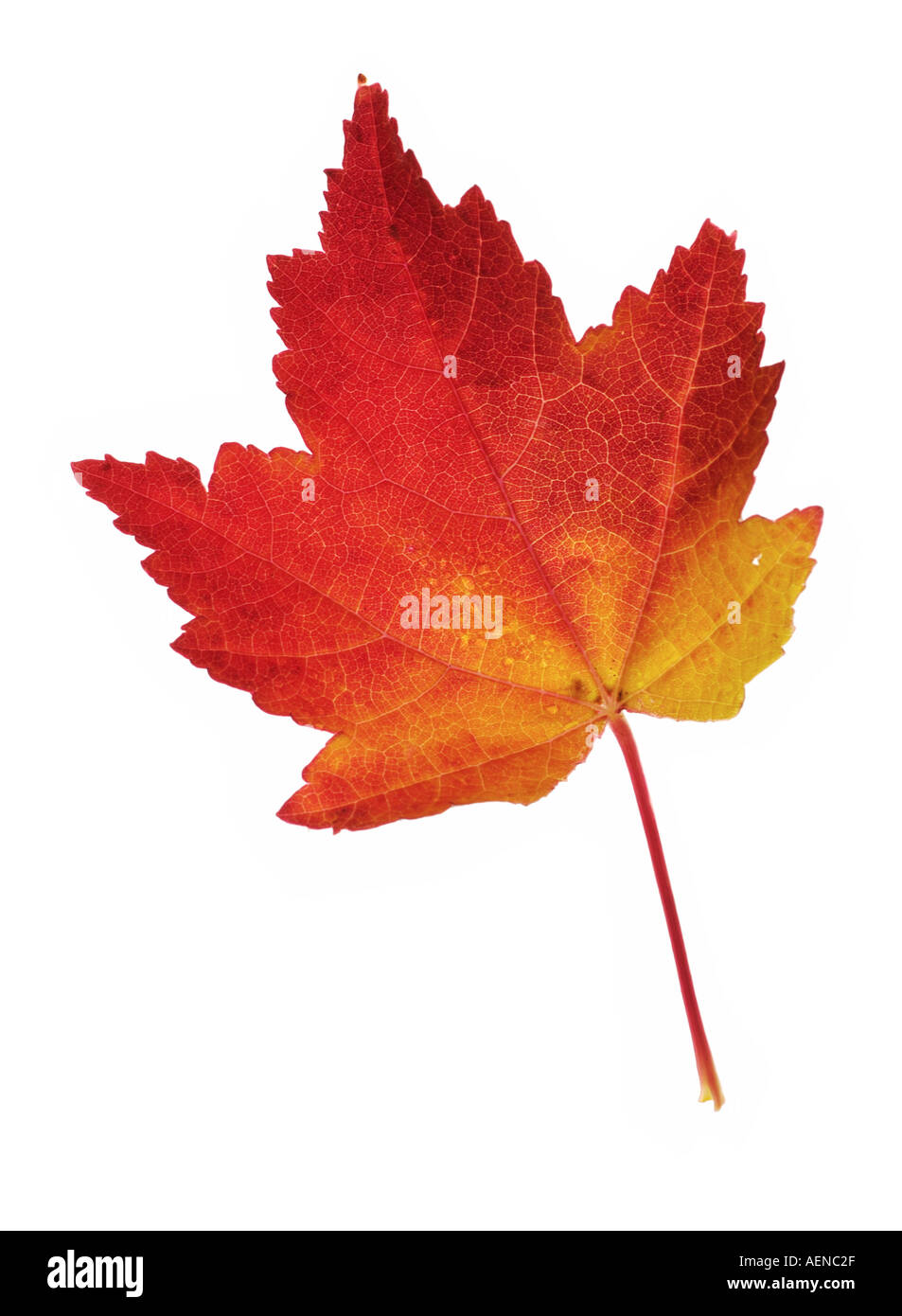 Light yellow orange Cut Out Stock Images & Pictures - Alamy