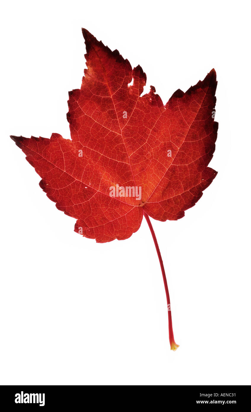 Leaf changing colors one leaf hi-res stock photography and images - Alamy