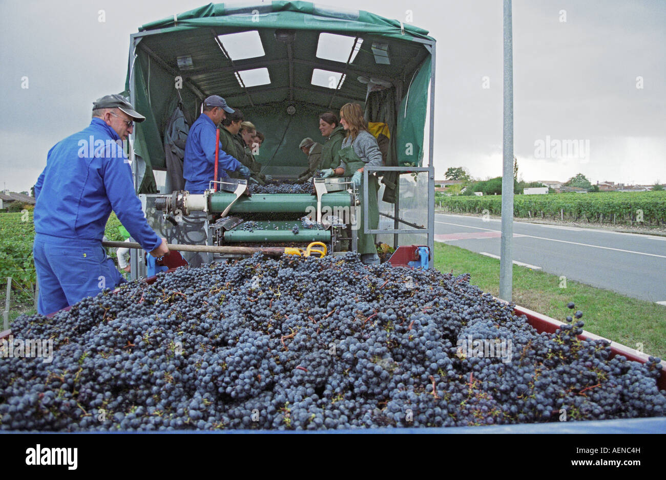 Hand selecting the bad grapes at a sorting table. Manuel harvest and ...