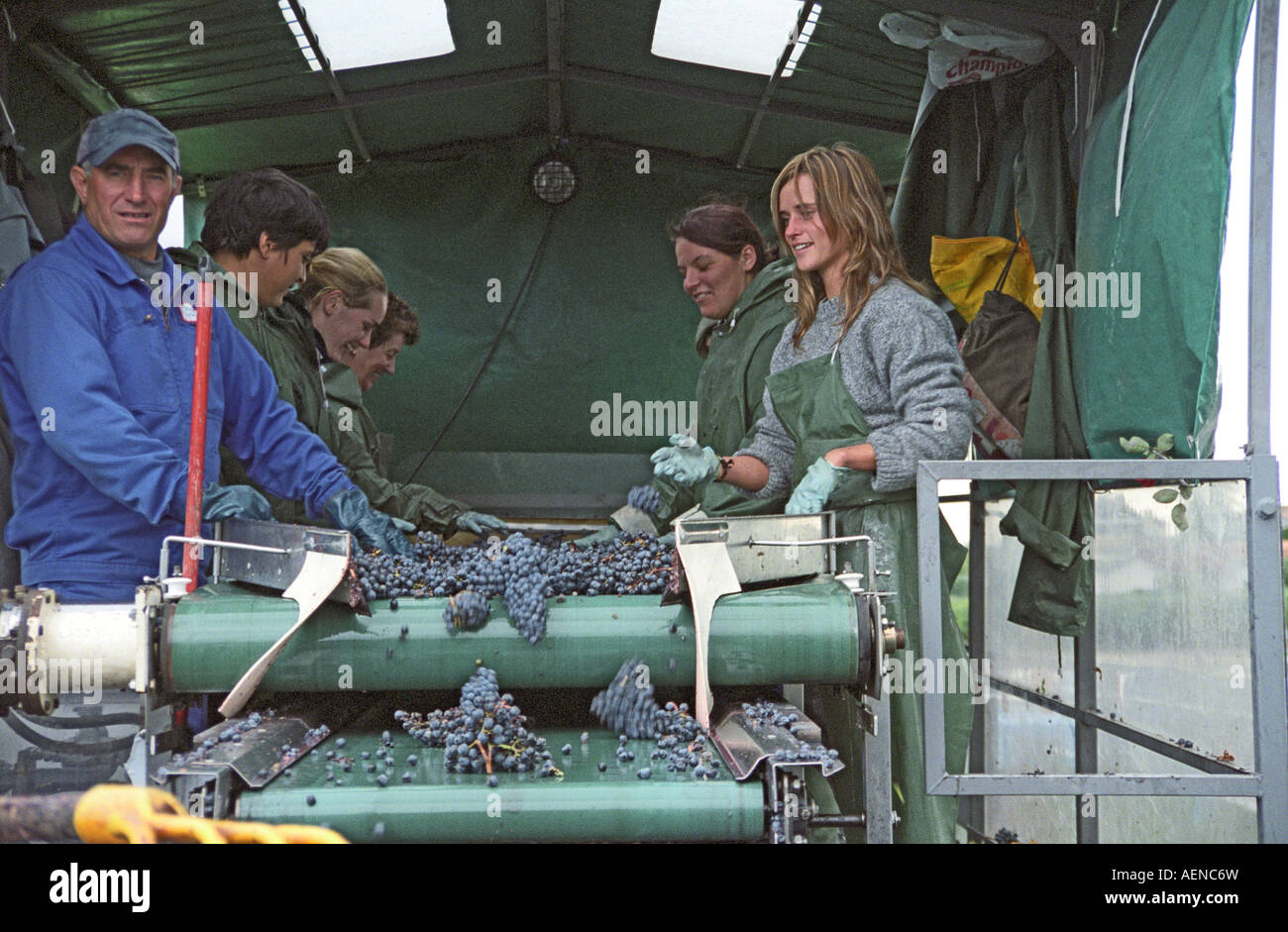 Hand Selecting Bad Sorting Table High Resolution Stock Photography and ...