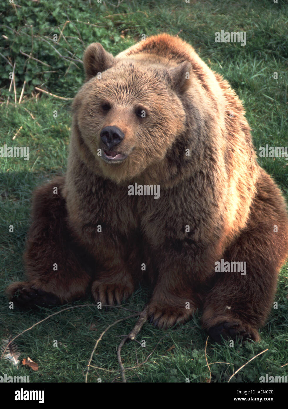 Borwn animal hi-res stock photography and images - Alamy