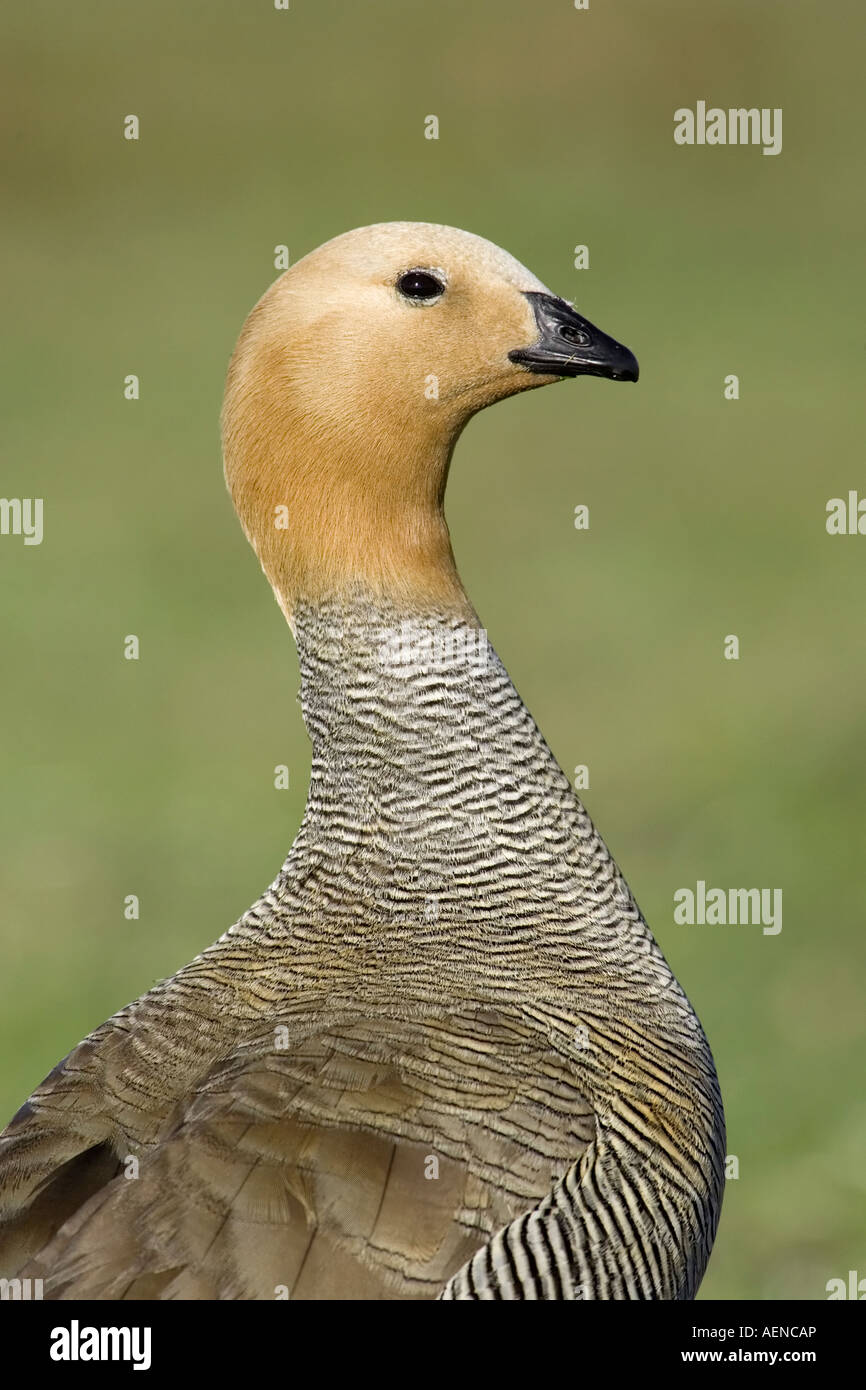 Ruddy face hi-res stock photography and images - Alamy