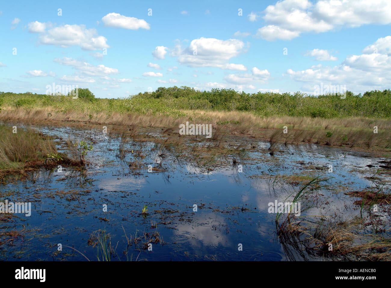The Everglades Southern Florida fl USA Stock Photo - Alamy