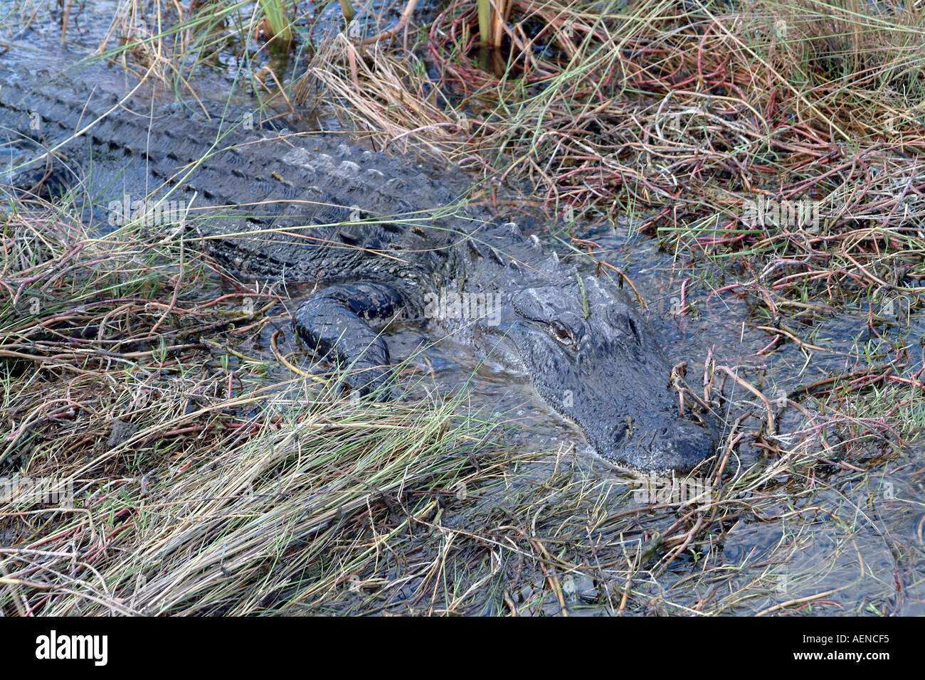 Alligator in natural environment Everglades South Florida USA fl Stock ...