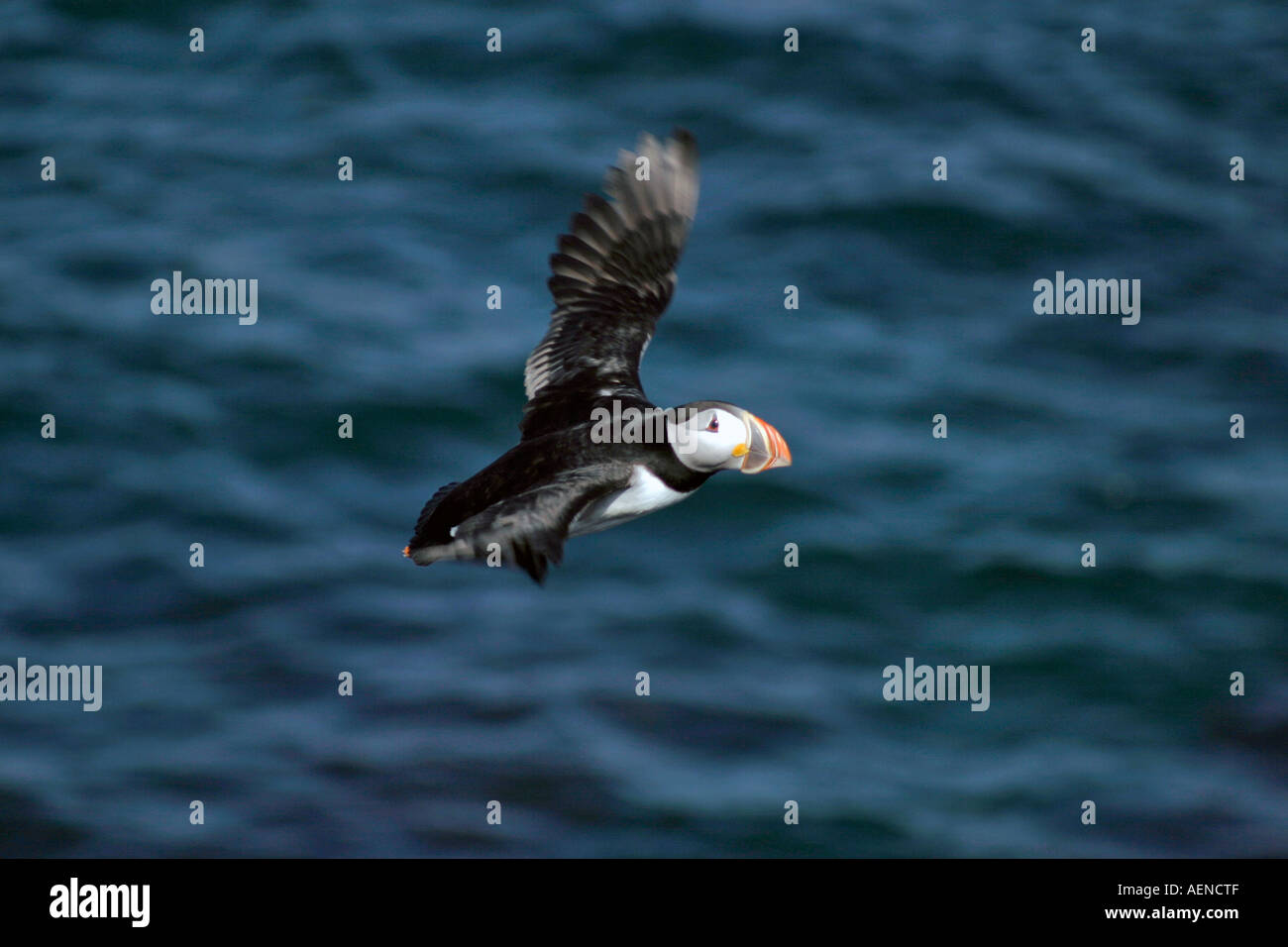 Atlantic Puffin in Flight, wings up and facing the camera at Bonavista ...