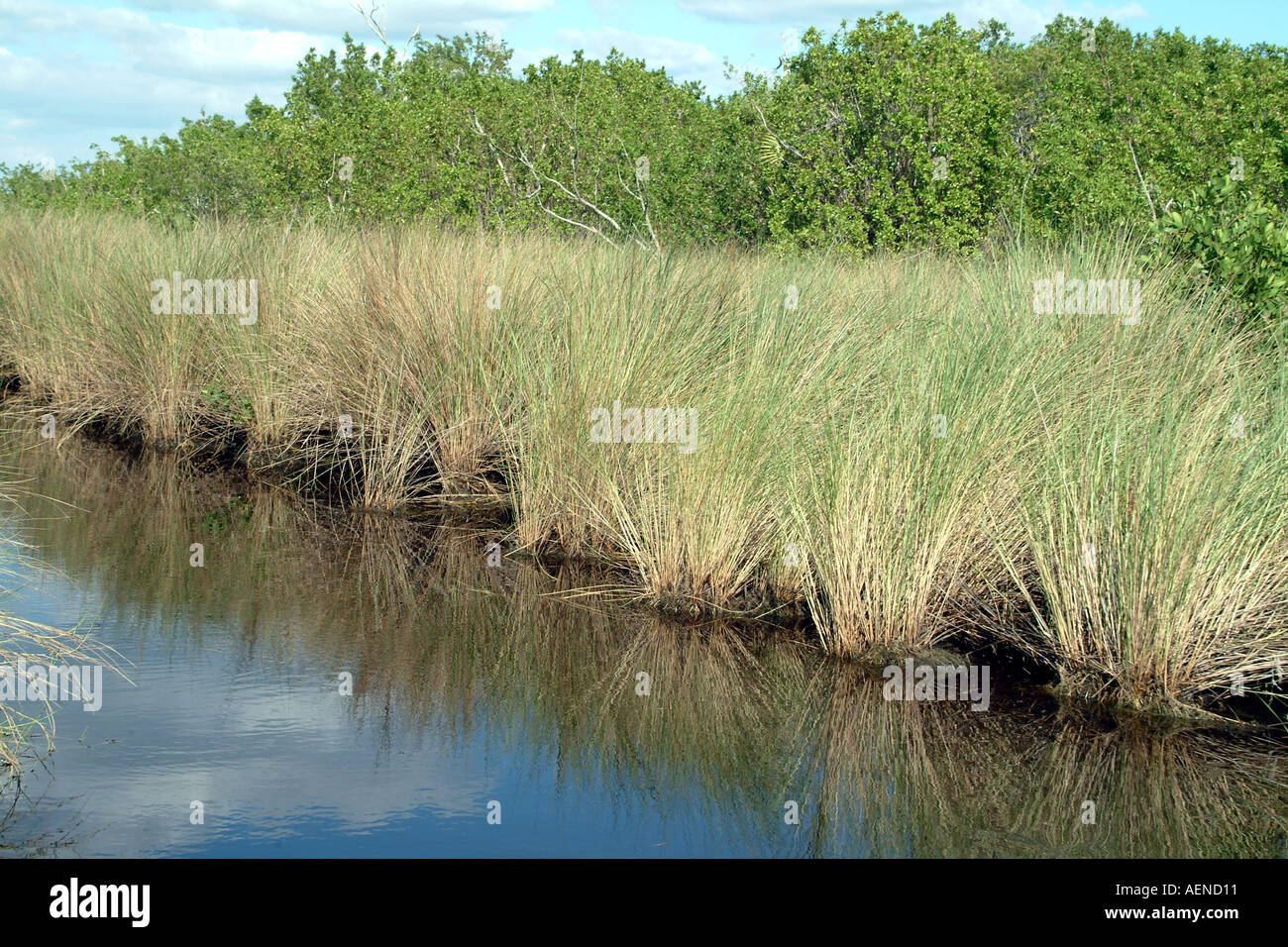 Florida nature coast region hi-res stock photography and images - Alamy