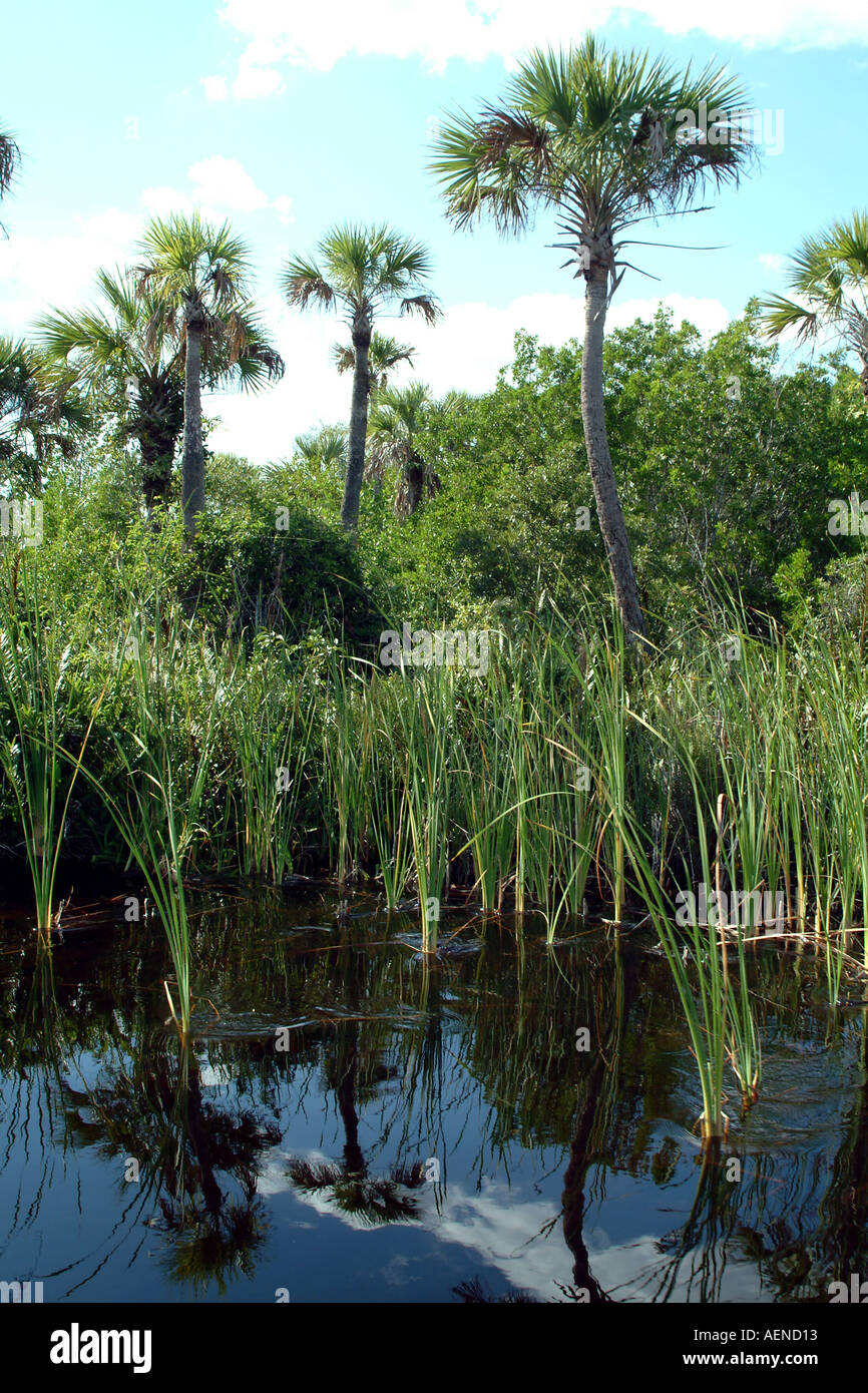 The Everglades Southern Florida fl USA Stock Photo - Alamy