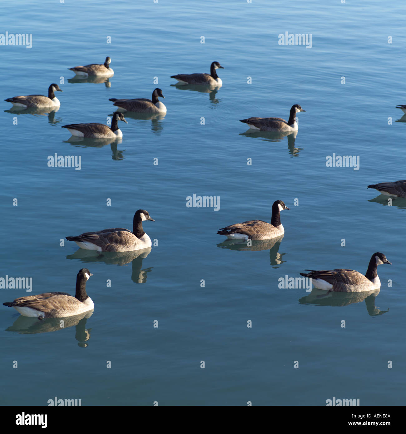 Avian bird birds chicago hi-res stock photography and images - Alamy