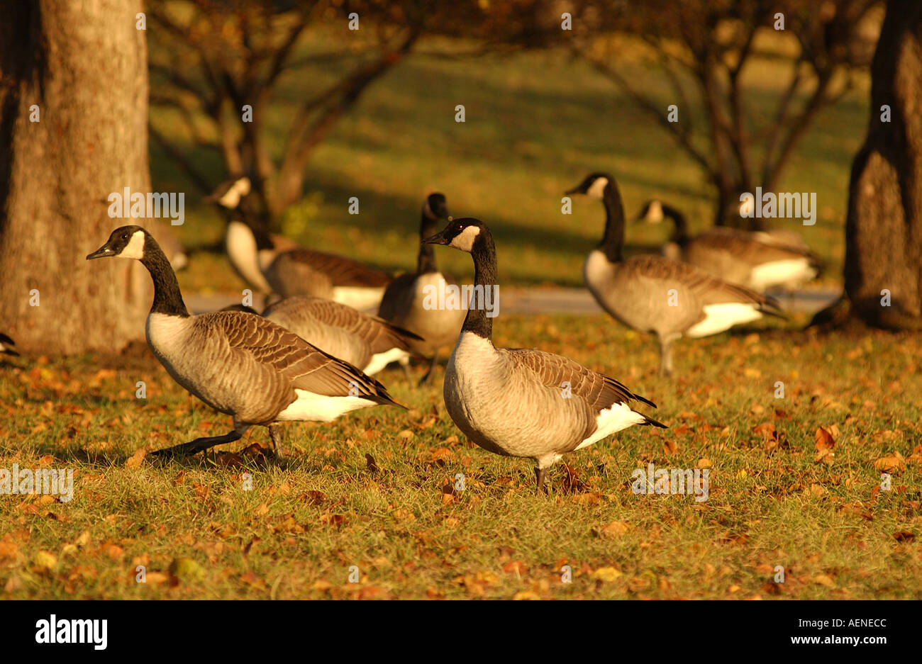 Chicago ducks hi-res stock photography and images - Alamy